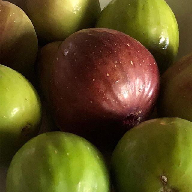 Just born: three types of figs – Lauren Groveman